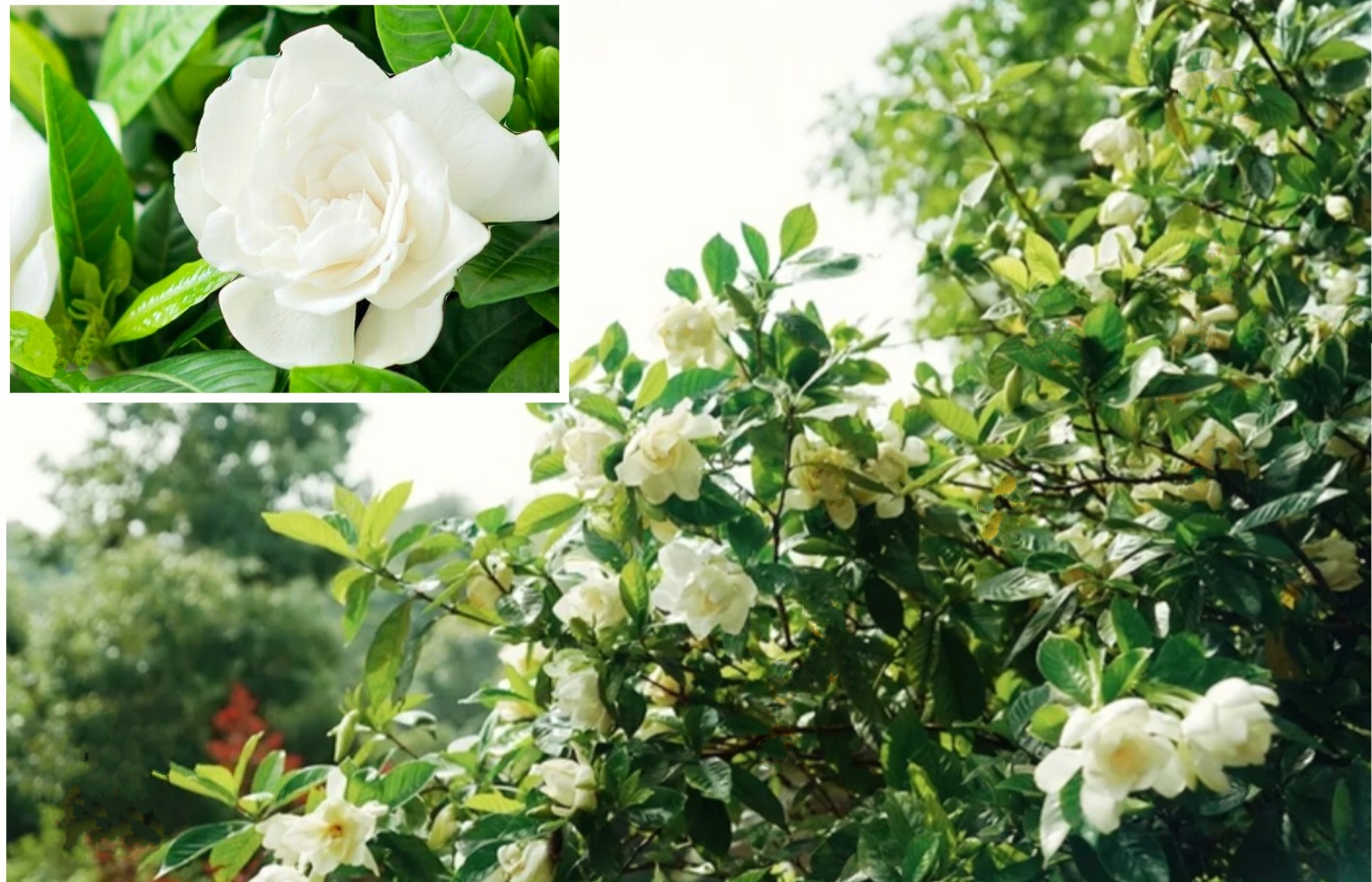 100 Seed Gardenia Jasminiodes Cape Jasmine Fragrant Shrub Bonsai ...