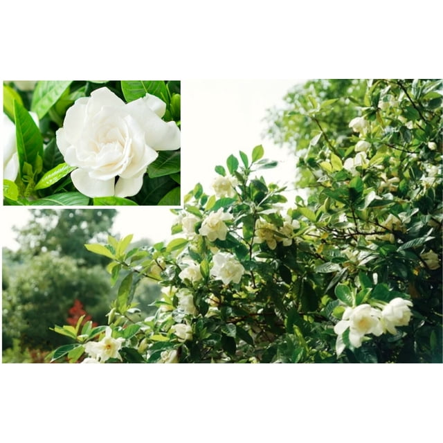 100 Seed Gardenia Jasminiodes Cape Jasmine Fragrant Shrub Bonsai ...