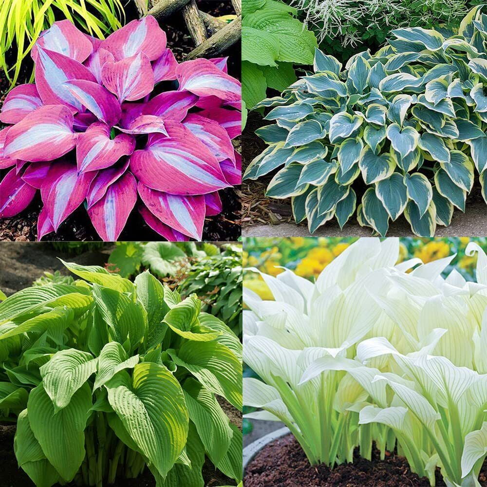 100 Seed Mixed Hosta Seed Plantain Lilies Jardin Perennials Lily Flower ...