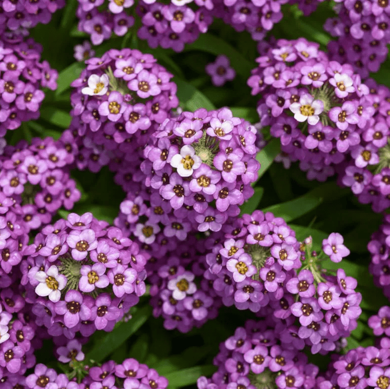 100 Seeds Alyssum Seeds for Planting, Violet Queen Flower Plant Seeds ...