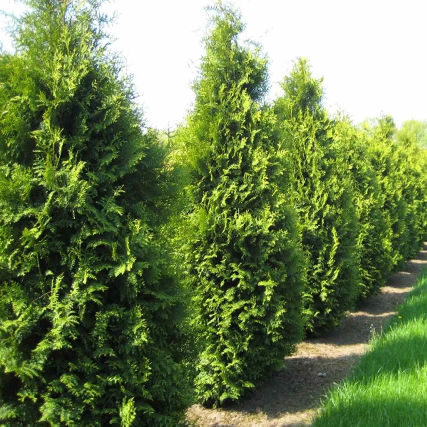 100 Seeds - American Arborvitae Tree Seeds - Giant Thuja Tree, Thuja ...
