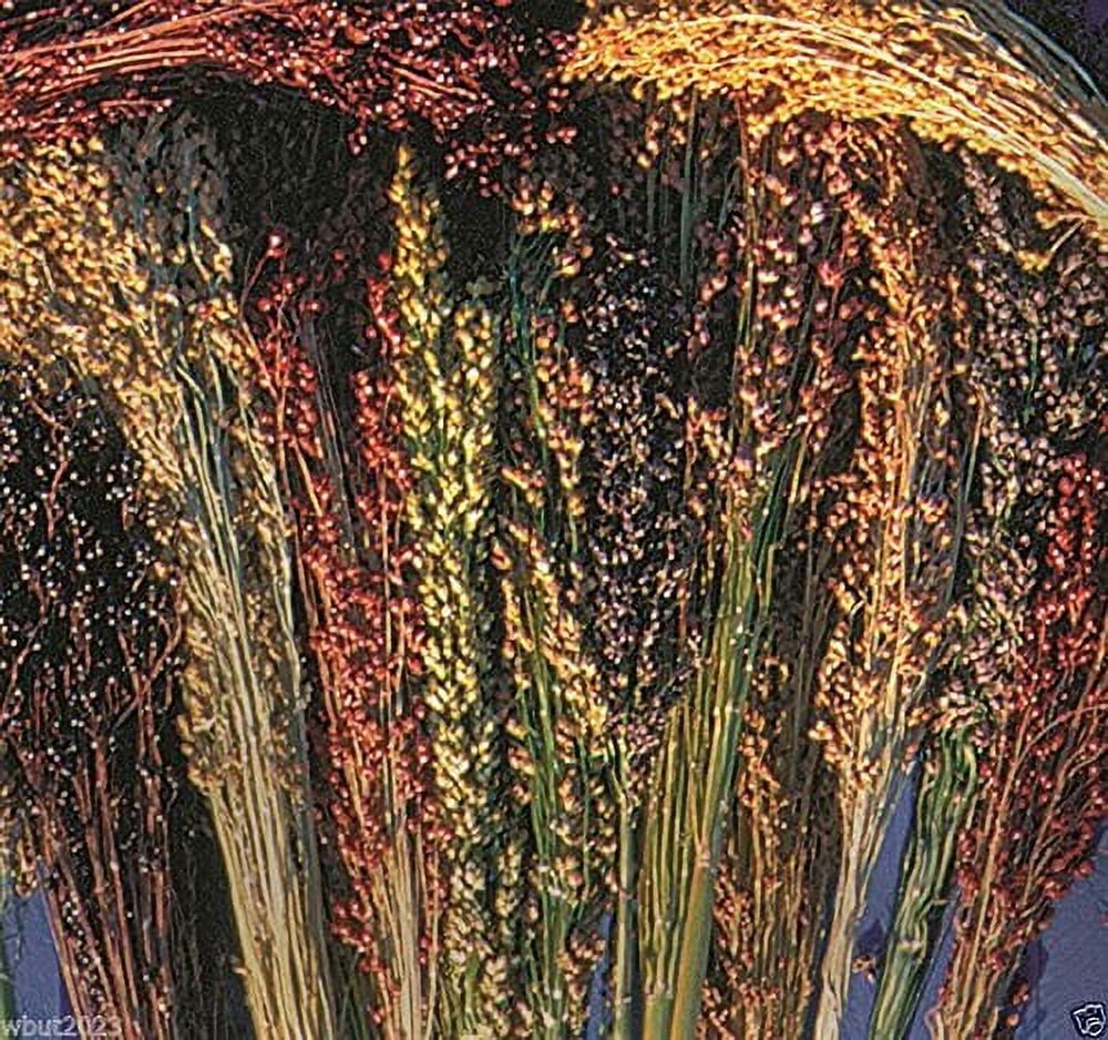 100 Seeds Broom Corn Seeds - Sorghum Vulgar Mixed , Cream, Gold, Red ...