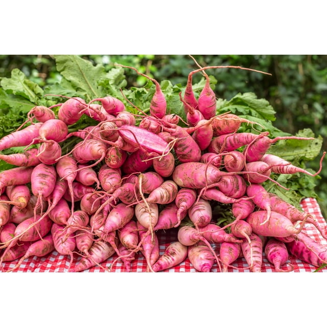 100 Seeds CHINA ROSE RADISH (Chinese Winter Radish) Raphanus Sativus ...