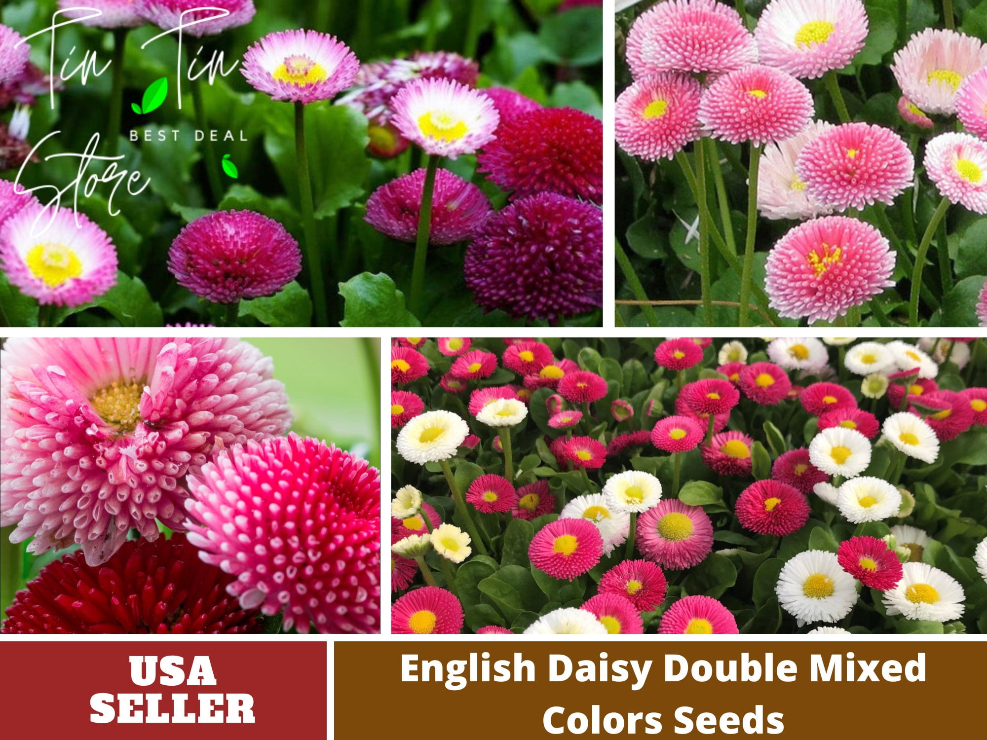 100+ Seeds-English Daisy Double Flower Mix Seeds-#N001-Authentic Seeds ...