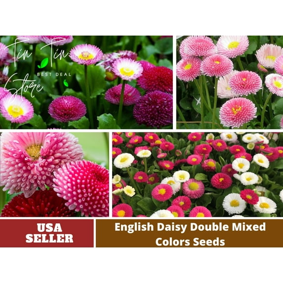 100+ Seeds-English Daisy Double Flower Mix Seeds-#N001-Authentic Seeds ...