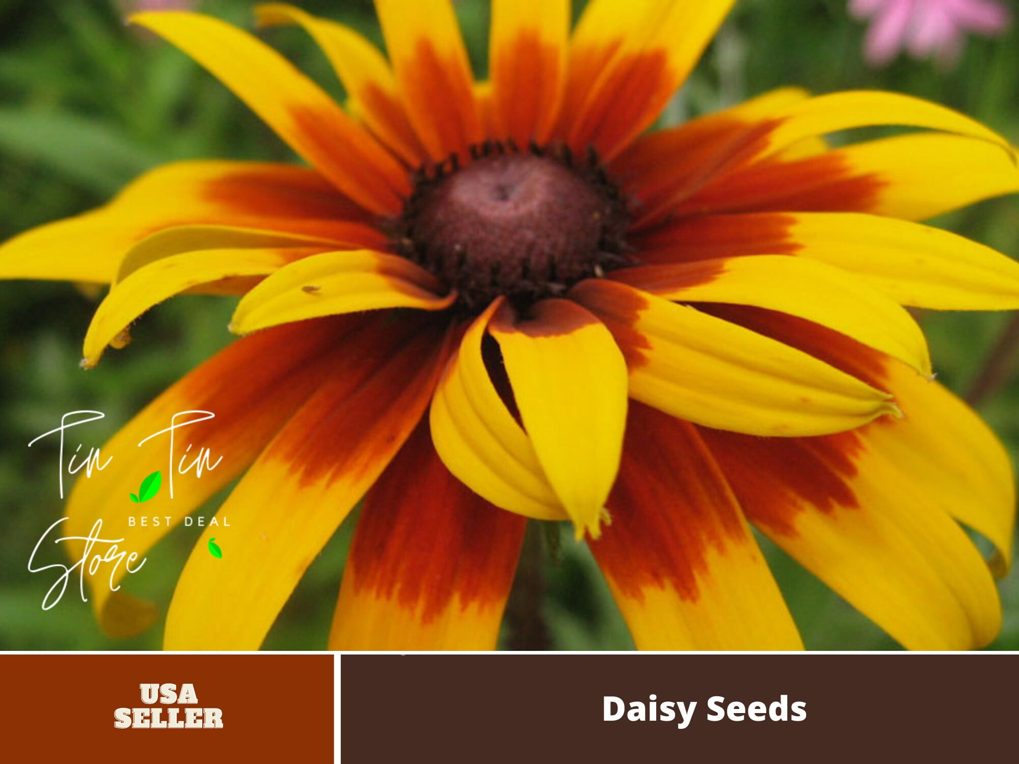 100+ Seeds| Gloriosa Daisy Flower Seeds-#N005-Authentic Seeds-Flowers ...