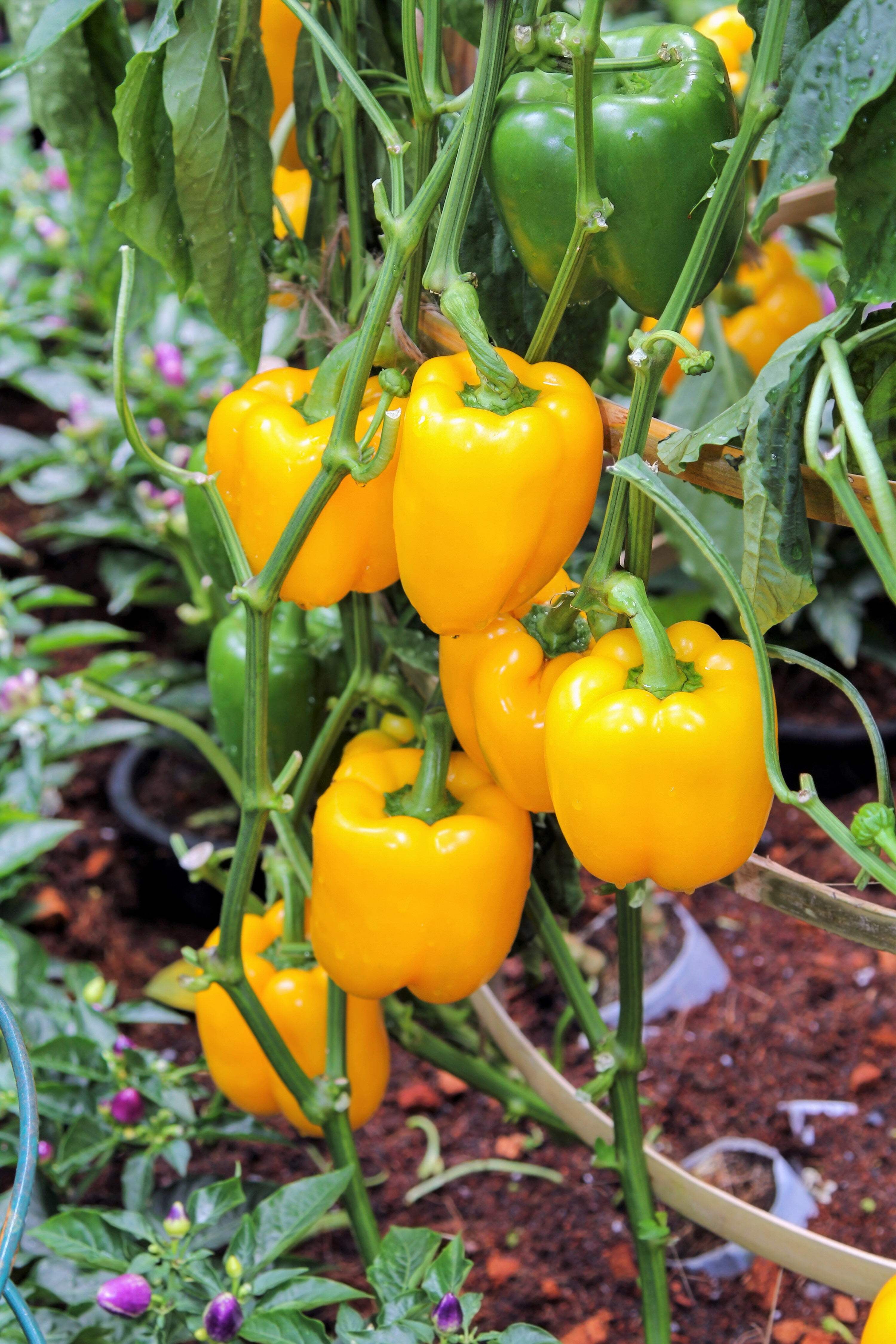 100 Seeds Golden YELLOW BELL PEPPER California Wonder Capsicum ...