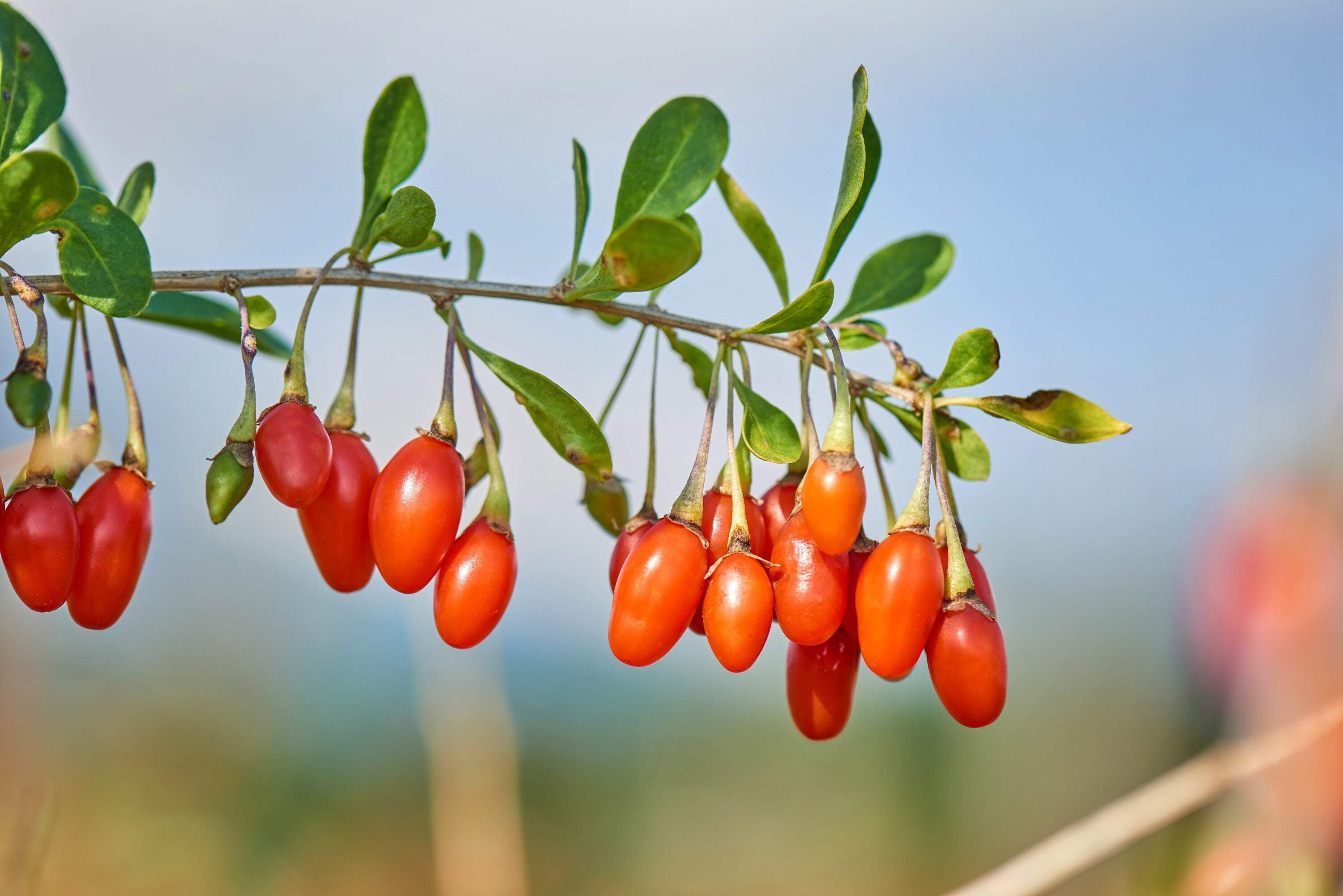 100 Seeds HIMALAYAN Tibetan GOJI BERRY Fruit Wolfberry Bush Lycium ...