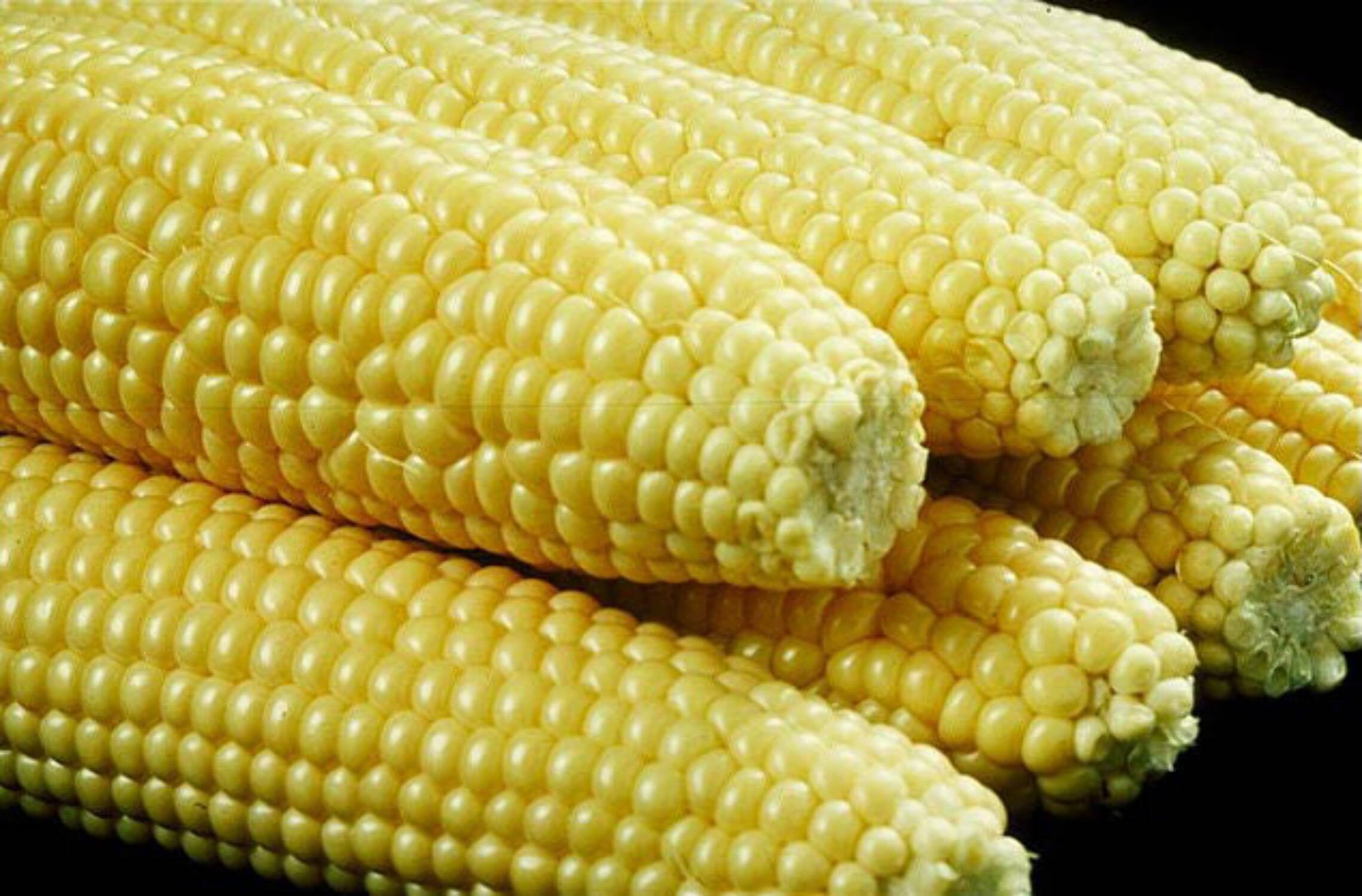 Seedville USA, 100 Iochief Yellow Sweet Corn Seeds, Zea Mays, Golden ...
