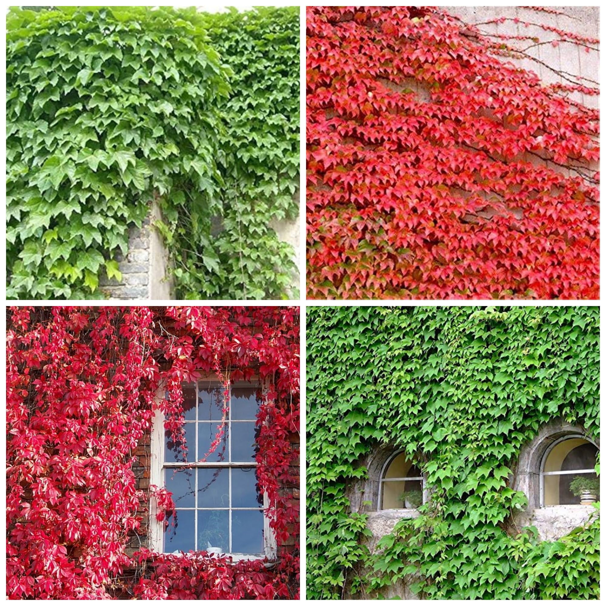 100 Seeds Ivy Vine Liana Seeds MVR1 Green Vines Climbing Beautiful ...