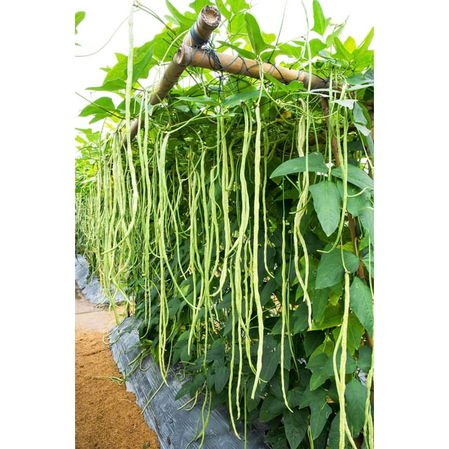 100 Seeds Lady Cowpea, Southern Pea, White Lady Finger Bean Vegetable ...