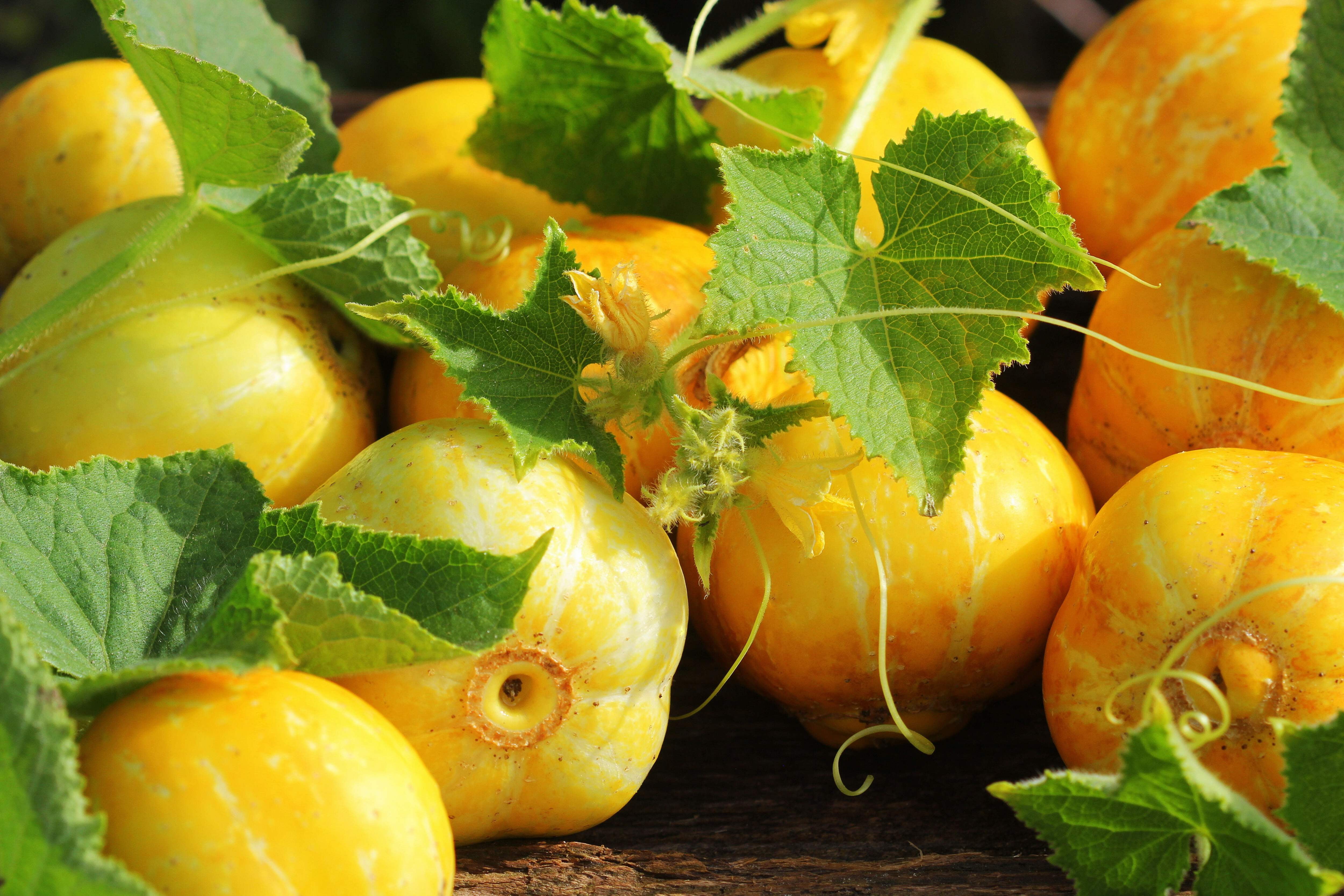 100 *Seeds LEMON CUCUMBER Cucumis Sativus Fruit Vegetable Seeds ...