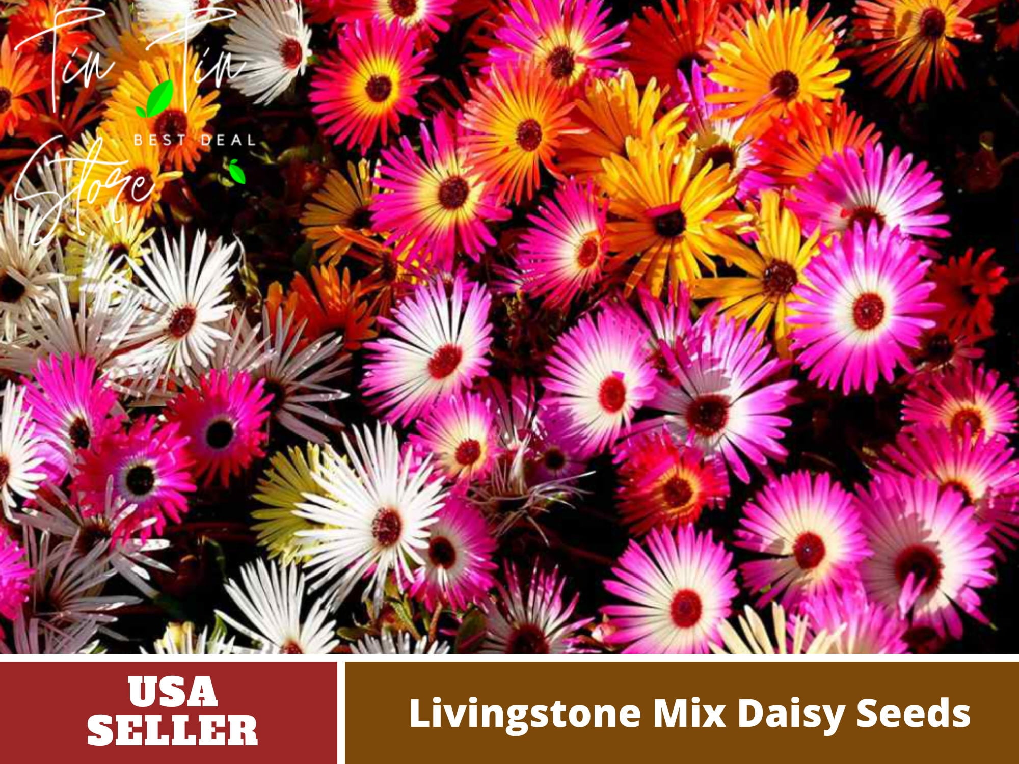 100+ Seeds| Livingstone Mix Daisy Seeds-Authentic Seeds-Flowers-Seeds ...