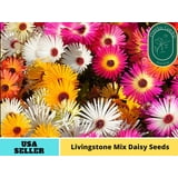 100 Seeds| Livingstone Mix Daisy Seeds (Ice Plant) - Authentic Seeds ...