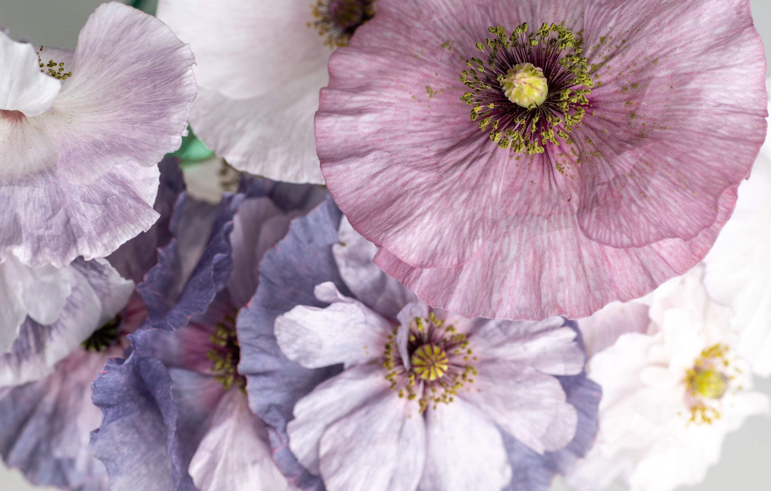 100 Seeds MOTHER Of PEARL POPPY Mix Papaver Rhoeas Flower Seeds Mixed ...