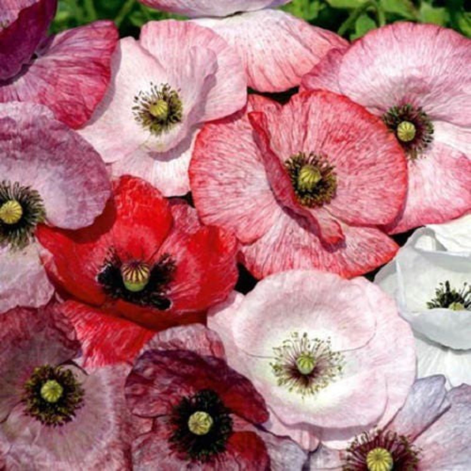 100 Seeds MOTHER Of PEARL POPPY Mix Papaver Rhoeas Flower Seeds Mixed ...