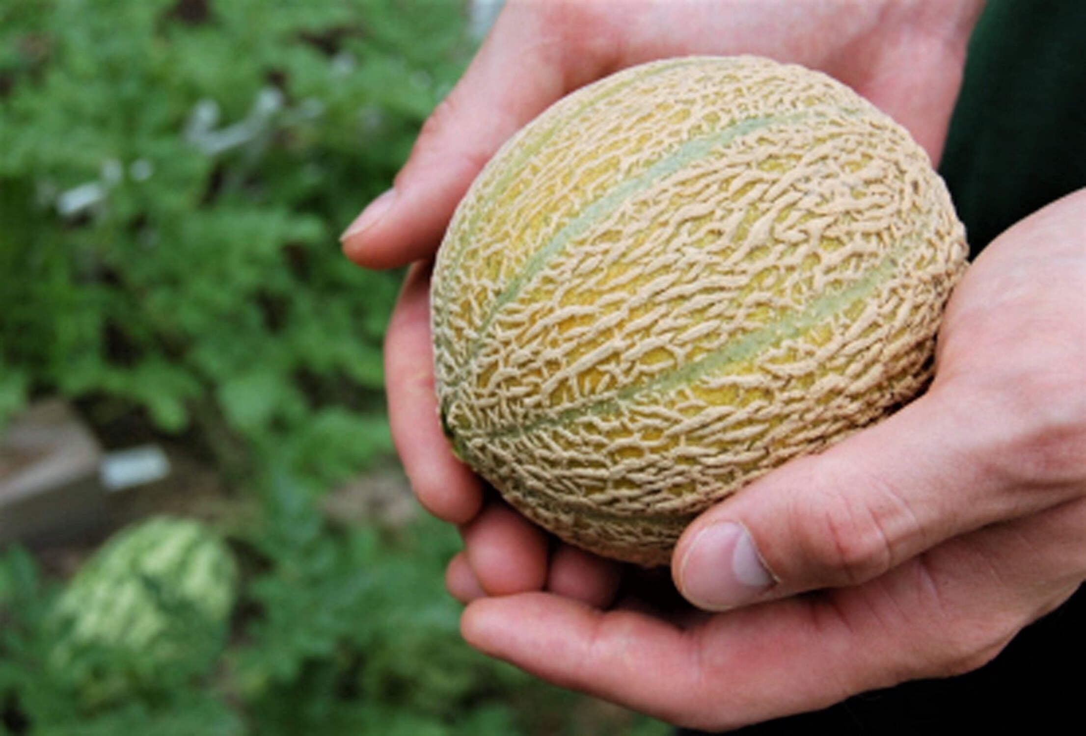 100 Seeds Minnesota MIDGET CANTALOUPE MELON Cucumis Melo Reticulatus ...