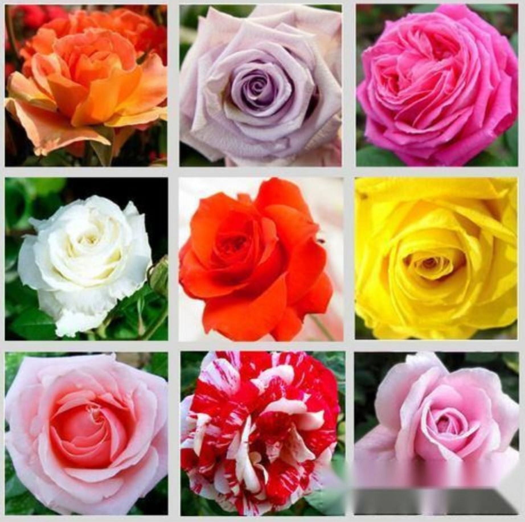 100 Seeds Multi Color Mix Rose Plant Seeds, Perennial, Vine Climber ...