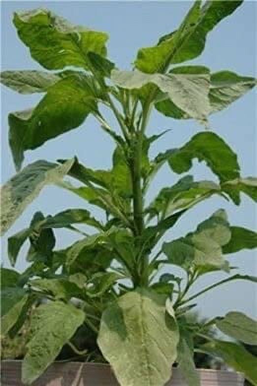 100 Seeds/My Favorite Deals Green Callaloo, MVR1 Jamaican Callaloo ...