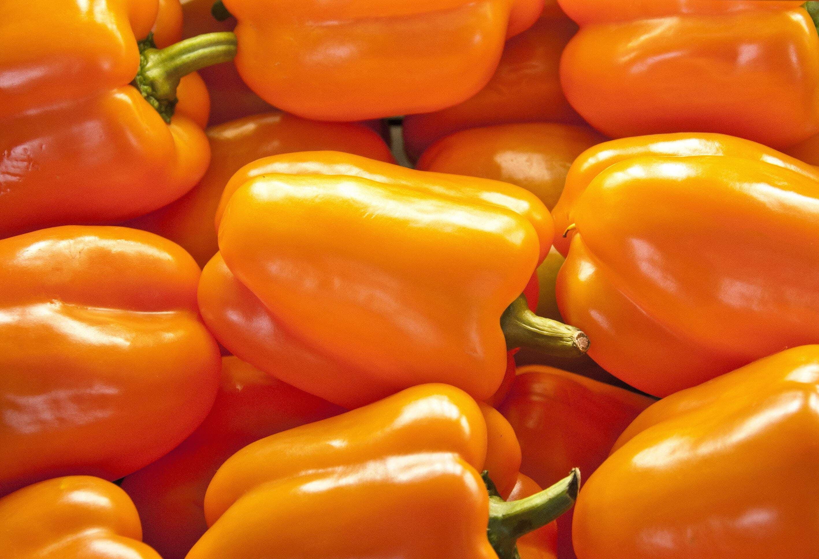 100 Seeds ORANGE King BELL PEPPER Sweet Capsicum Annuum Vegetable Seeds ...
