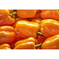 100 Seeds ORANGE King BELL PEPPER Sweet Capsicum Annuum Vegetable Seeds ...