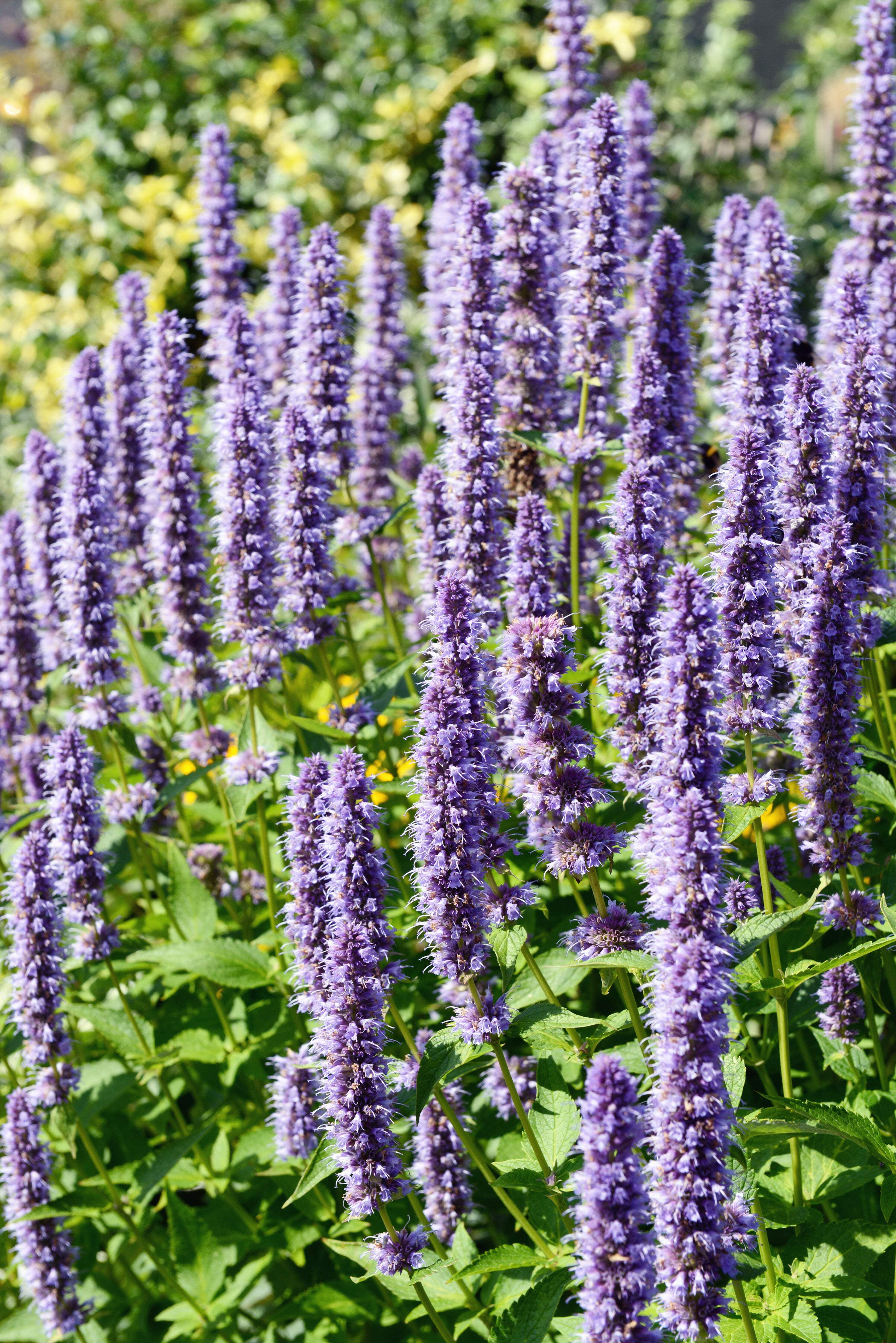 100 Organic Superior Licorice Mint Leaves, Agastache Rugosa Korean Tea ...