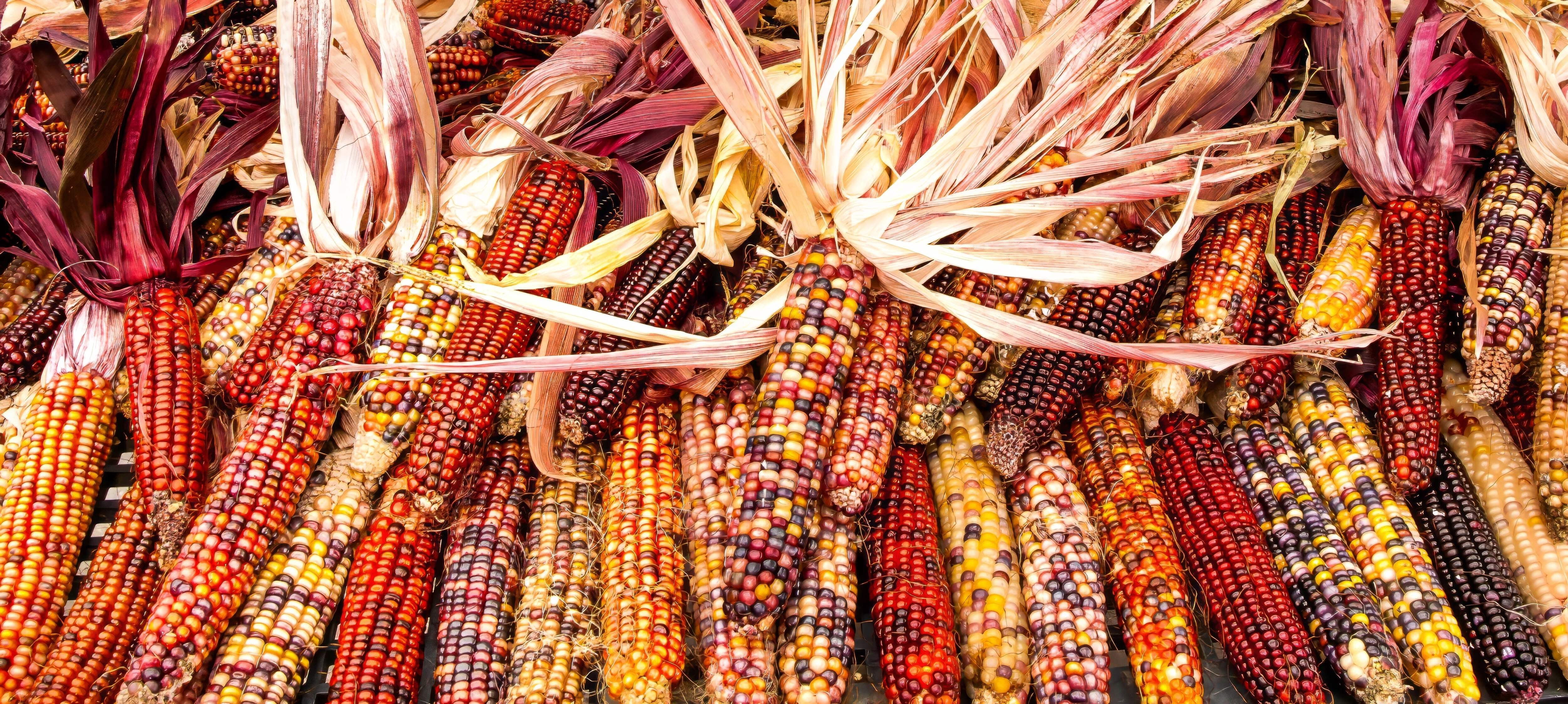 100 Seeds Colorful Ornamental INDIAN CORN WAMPUM Zea Mays Vegetable ...