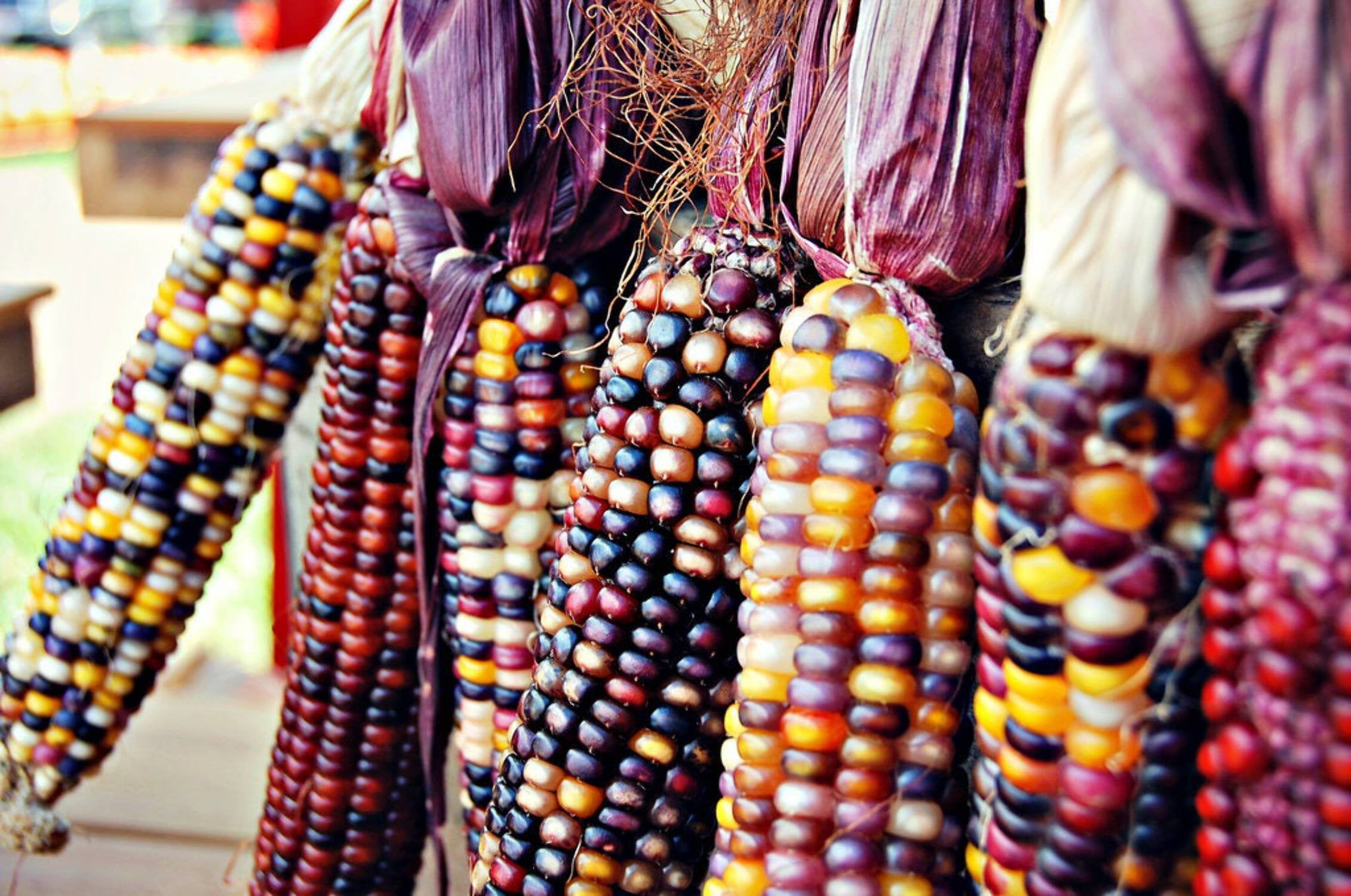 100 Seeds Colorful Ornamental INDIAN CORN WAMPUM Zea Mays Vegetable ...