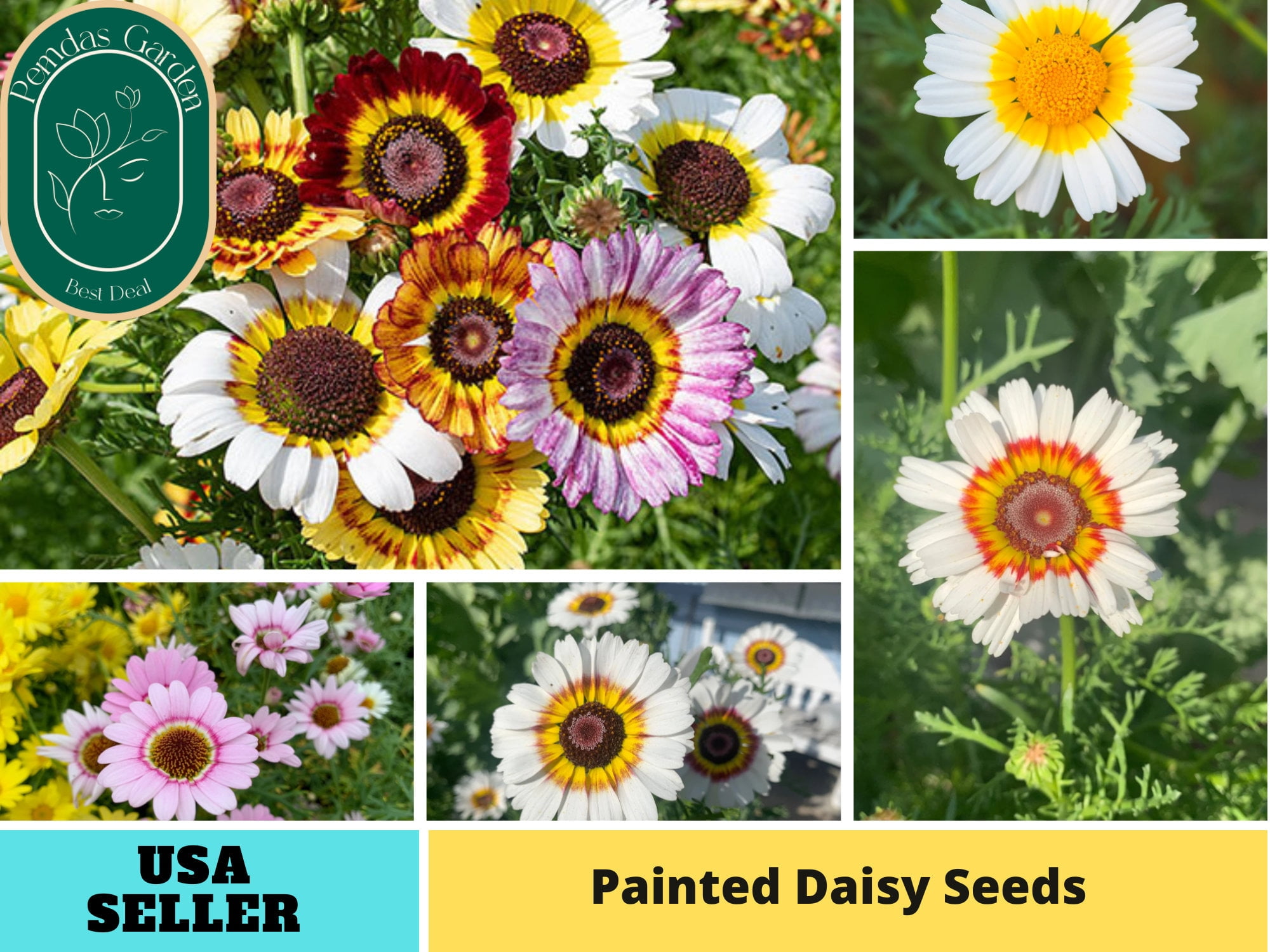 100 Seeds| Painted Daisy Flower, Herb, Vegetable, Non GMO,B3G1#N008 ...