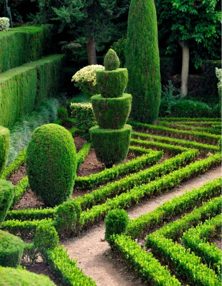 100 Seeds Privet Seeds - Ligustrum vulgare, Ligustrum Quihoui Carr ...