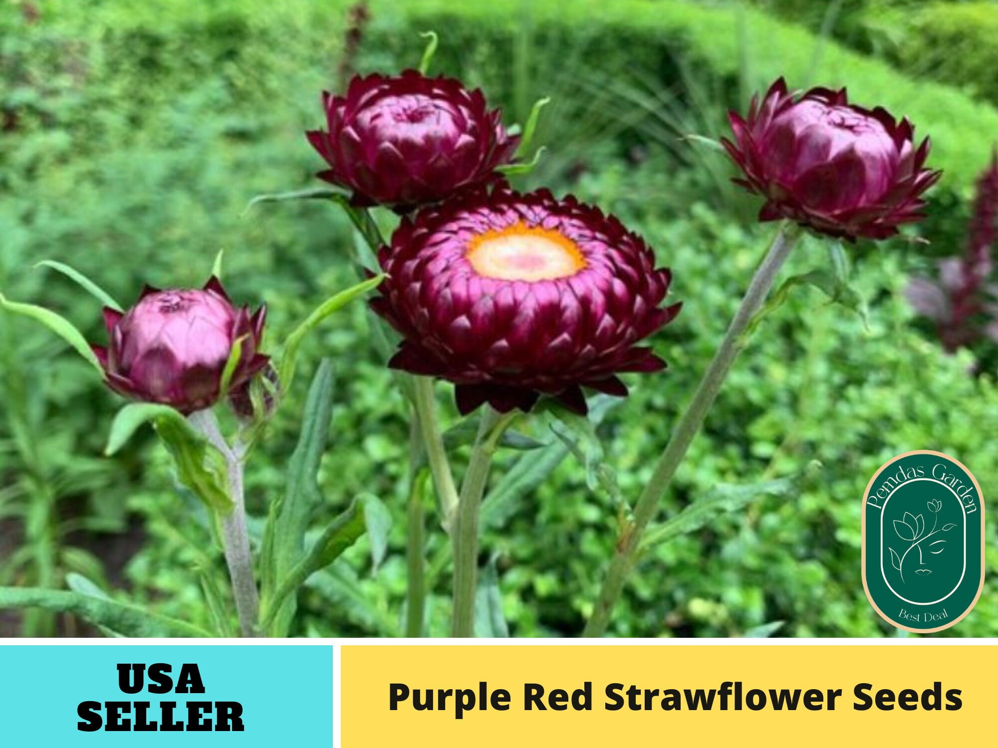100 Seeds| Purple Red Strawflower seeds - Authentic Seeds - Perennial ...
