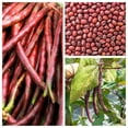 100 Seeds RED RIPPER COWPEA Cow Pea Southern Pea Vigna Unguiculata ...