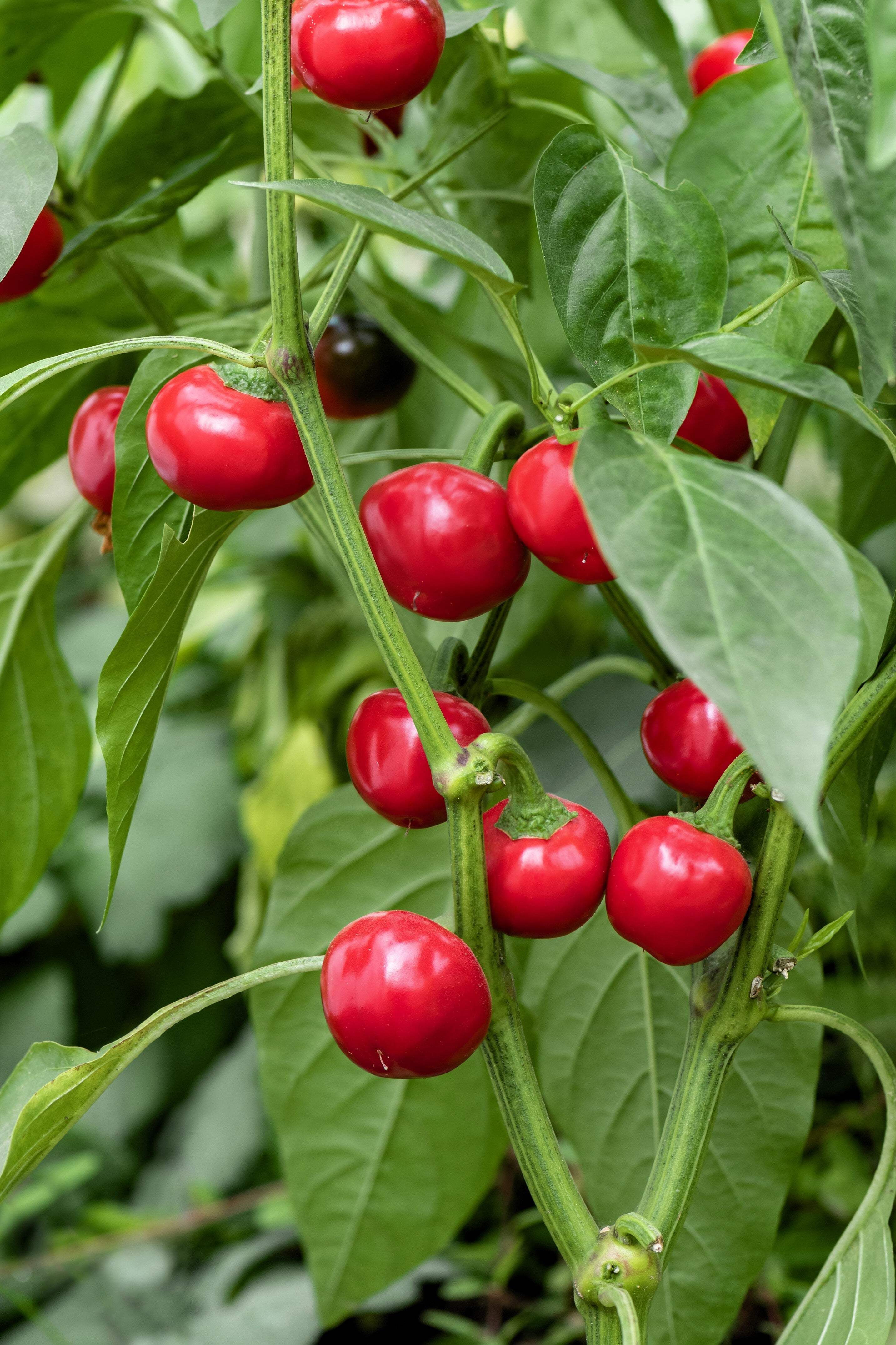 100 Seeds Red CHERRY HOTS Pepper (Finger Hots, Hot Cherry Pepper, Hot ...