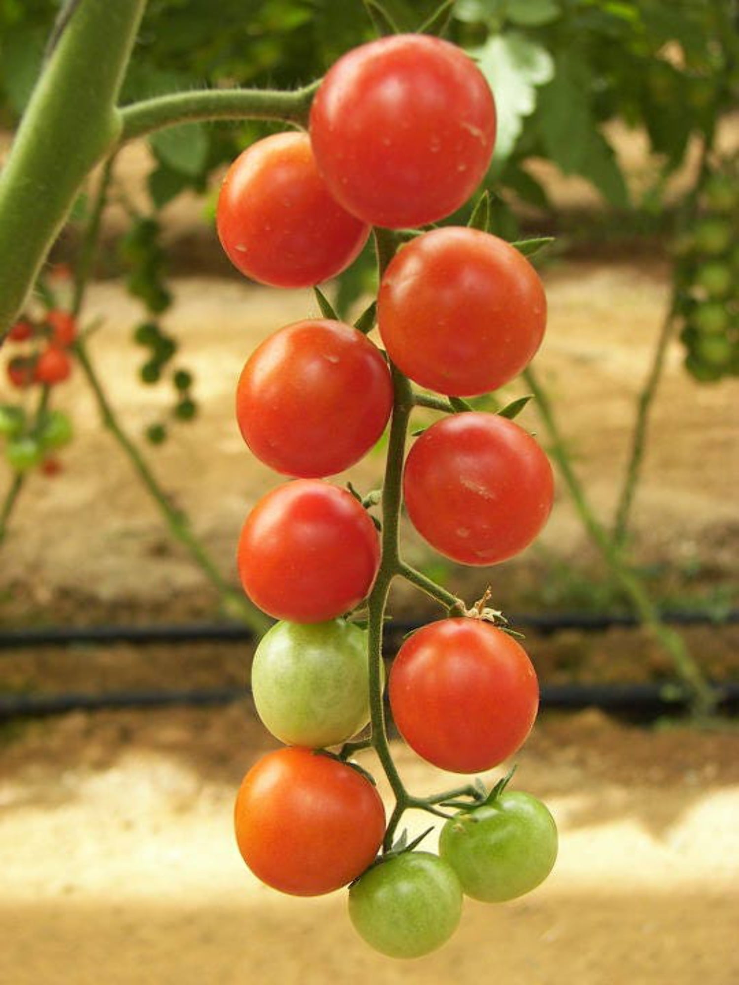 100 Seeds Red SWEETIE CHERRY TOMATO Super Sweet 1" Lycopersicon Fruit ...