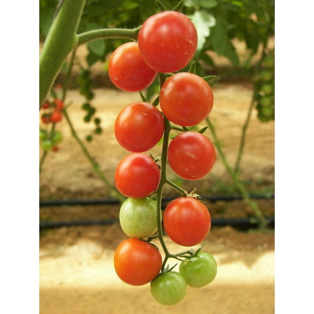 100 Seeds Red SWEETIE CHERRY TOMATO Super Sweet 1" Lycopersicon Fruit ...