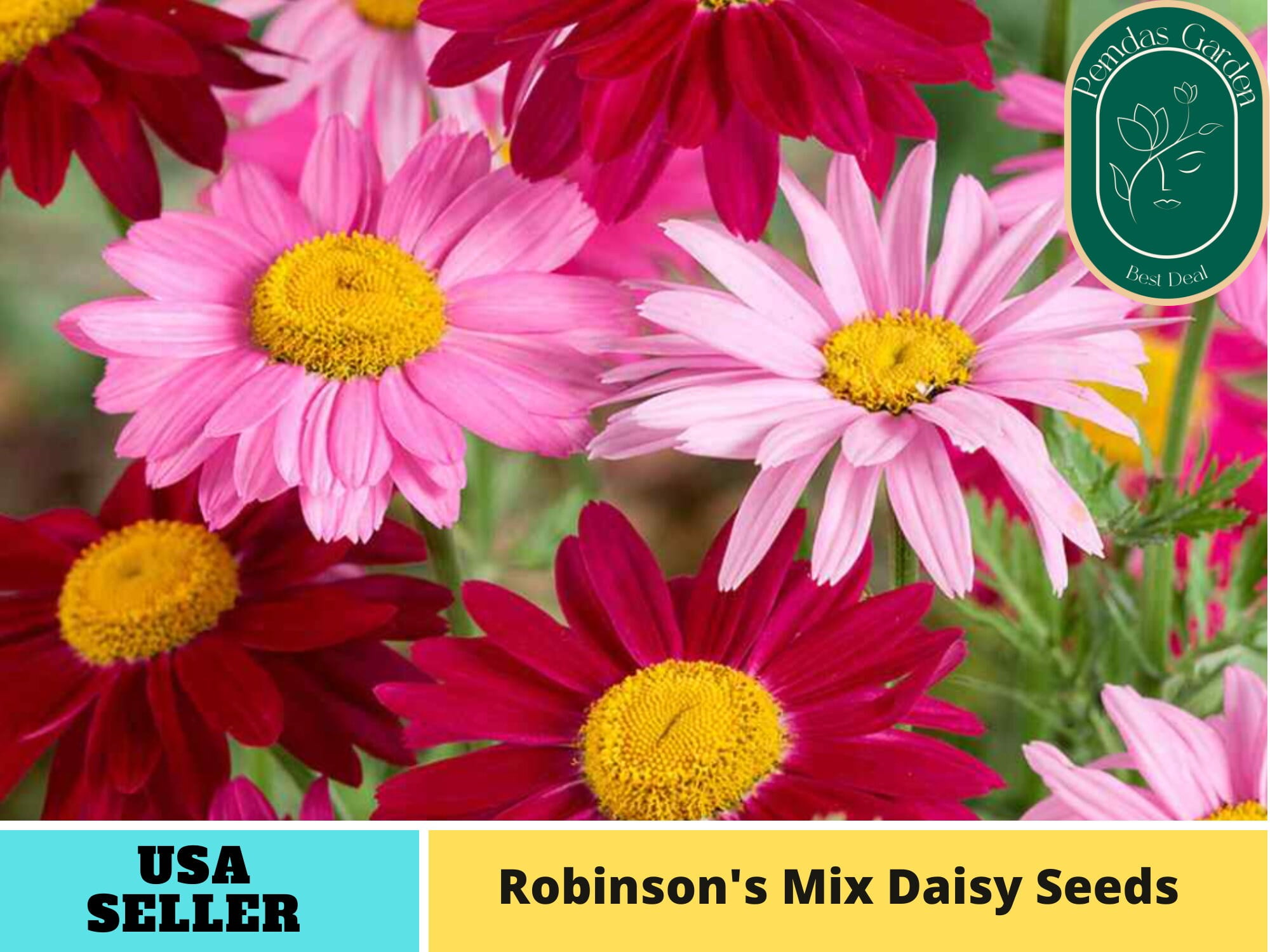 100 Seeds| Robinson's Mix Daisy Seeds - Authentic Seeds ~ GMO Free ...