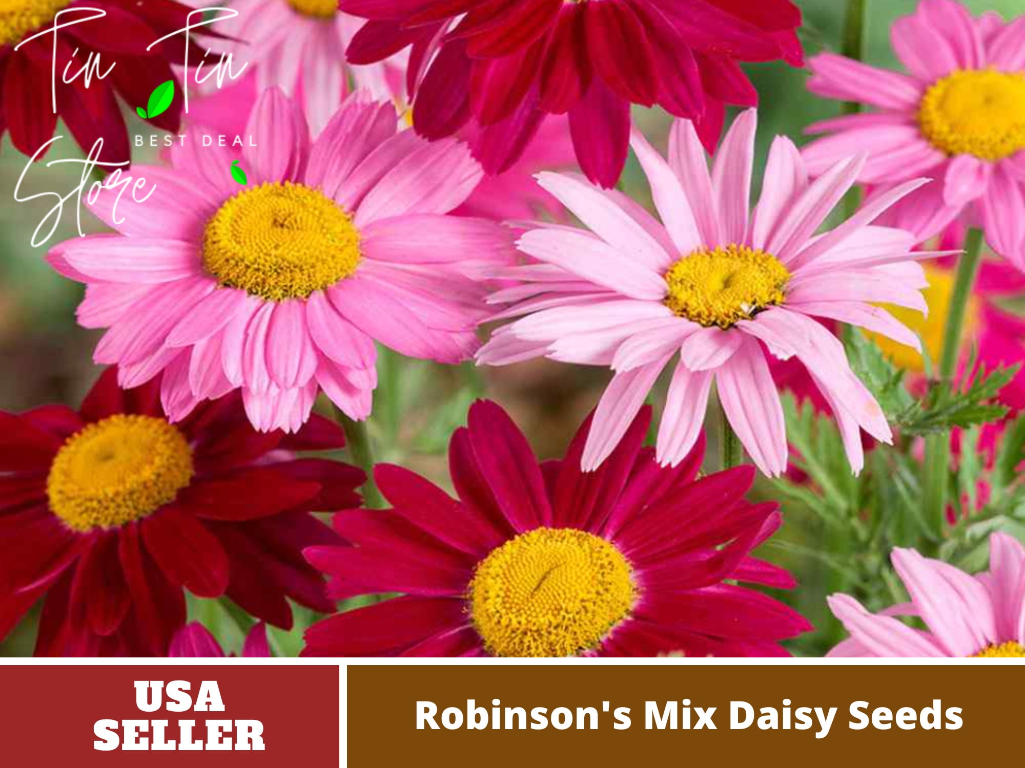 100 Seeds-Robinson's Mix Daisy Seeds-#N006-Authentic Seeds-Flowers ...
