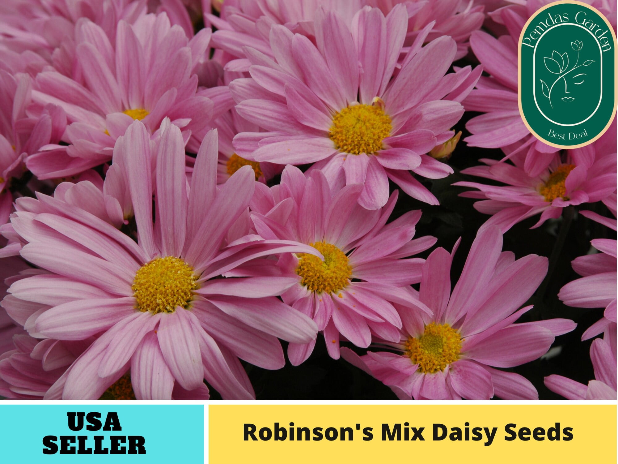 100 Seeds| Robinson's Rose Daisy Seed - Authentic Seeds ~ GMO Free ...