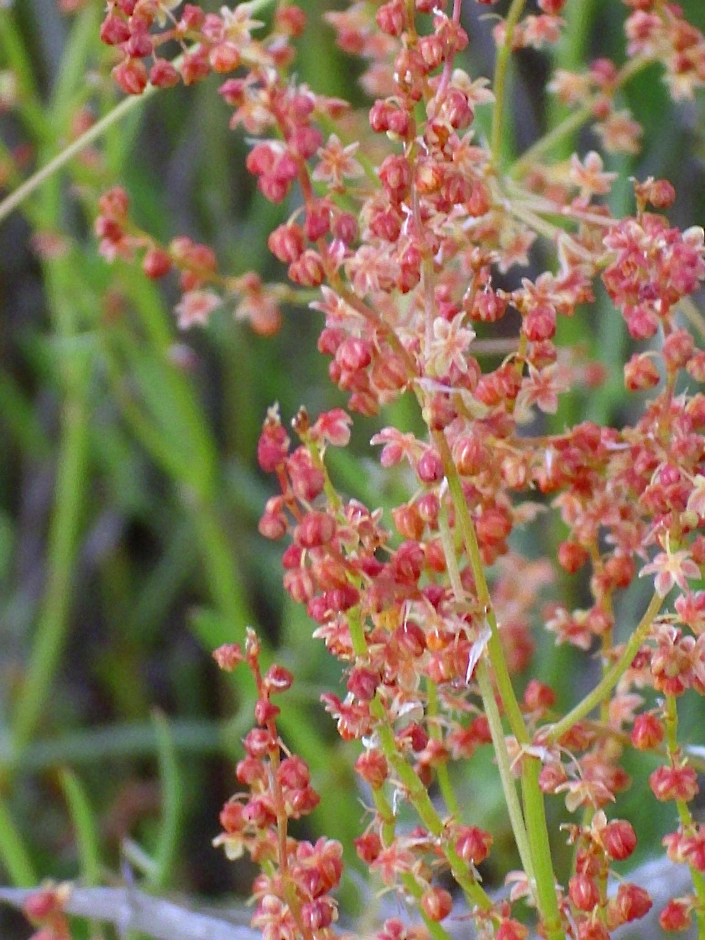 100 Seeds SHEEP SORREL Rumex Acetosella Red Field Sorrel Sour Weed Herb ...