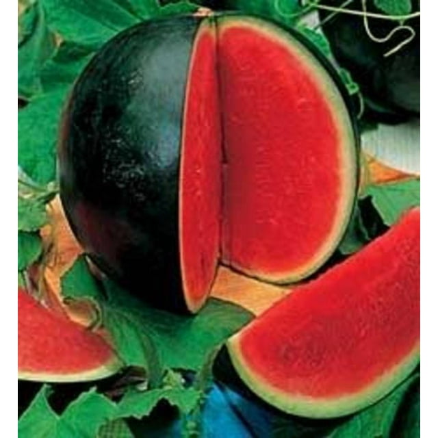 Fresh Whole Raw Sugar Baby Watermelon Seeds, Citrullus lanatus Fruit ...