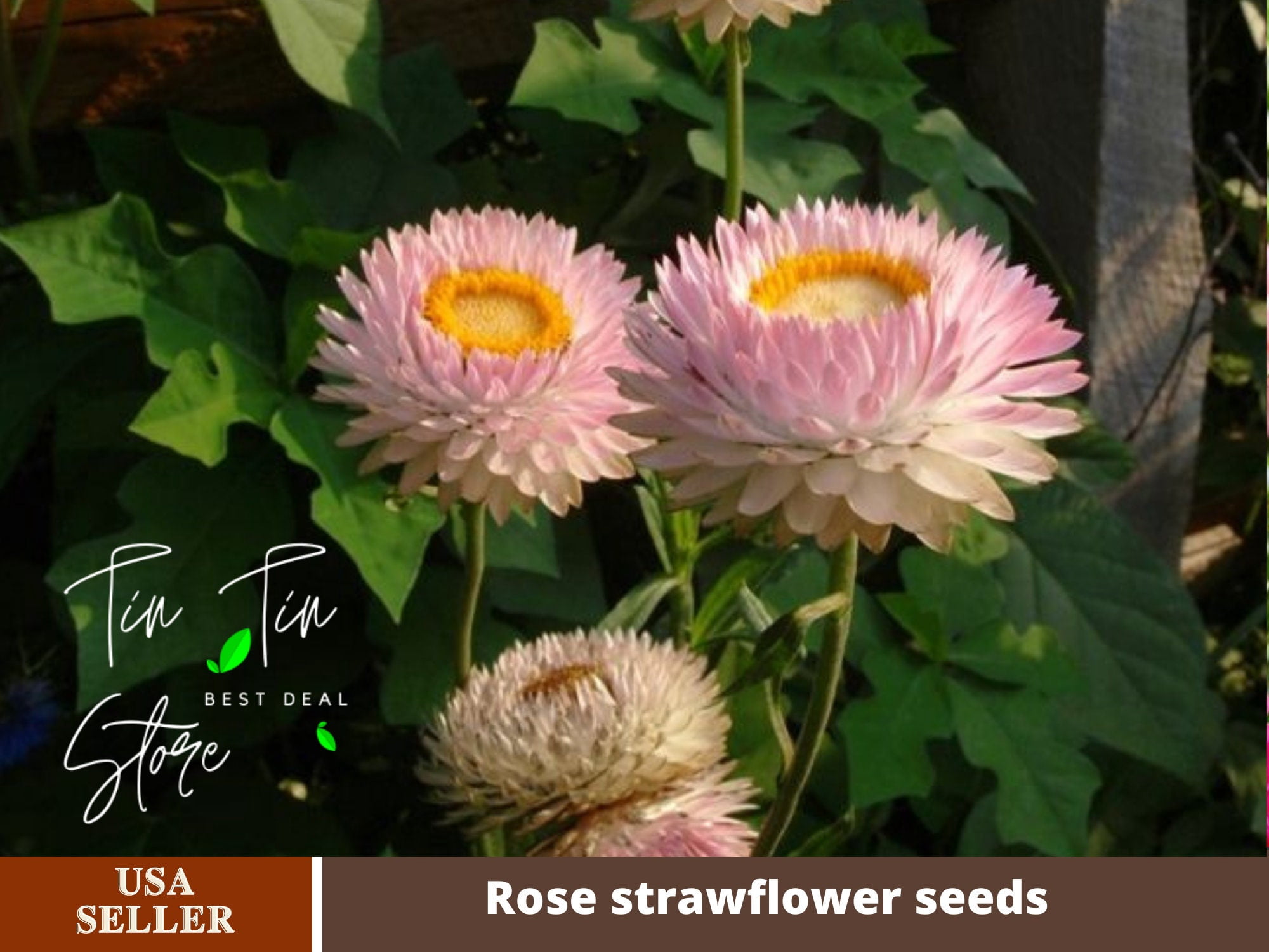 100+ Seeds| Silvery Rose Strawflower Seeds-#K007-Authentic Seeds ...