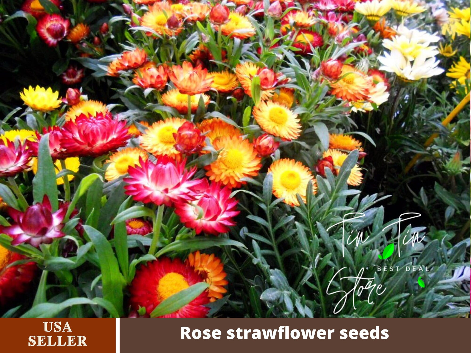 100 Seeds-Strawflower (Dwarf) Seeds-Tom Thumb Mix #K004-Authentic Seeds ...