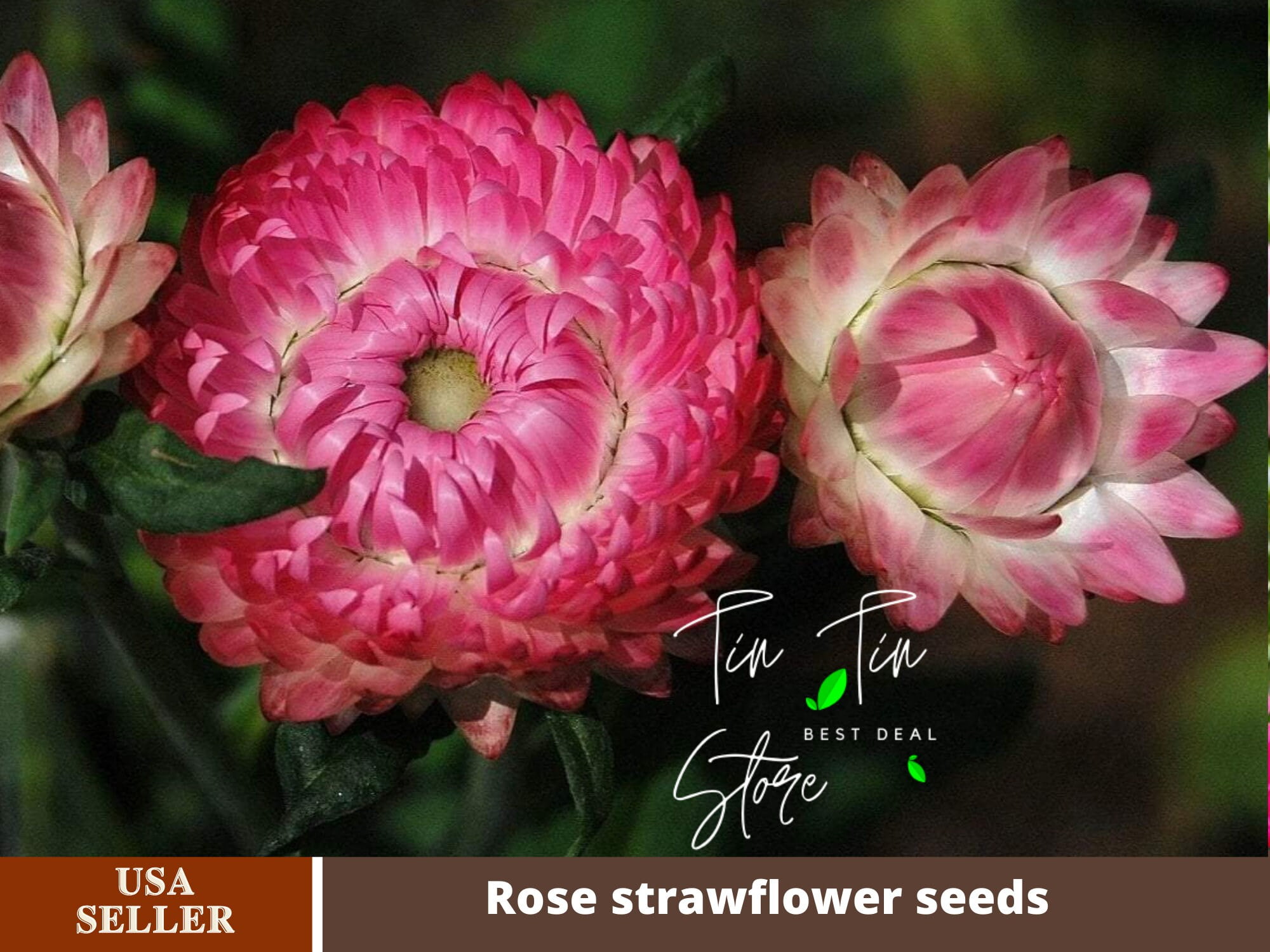 100 Seeds-Strawflower Seeds-Bright Rose-#K002-Authentic Seeds-Flowers ...