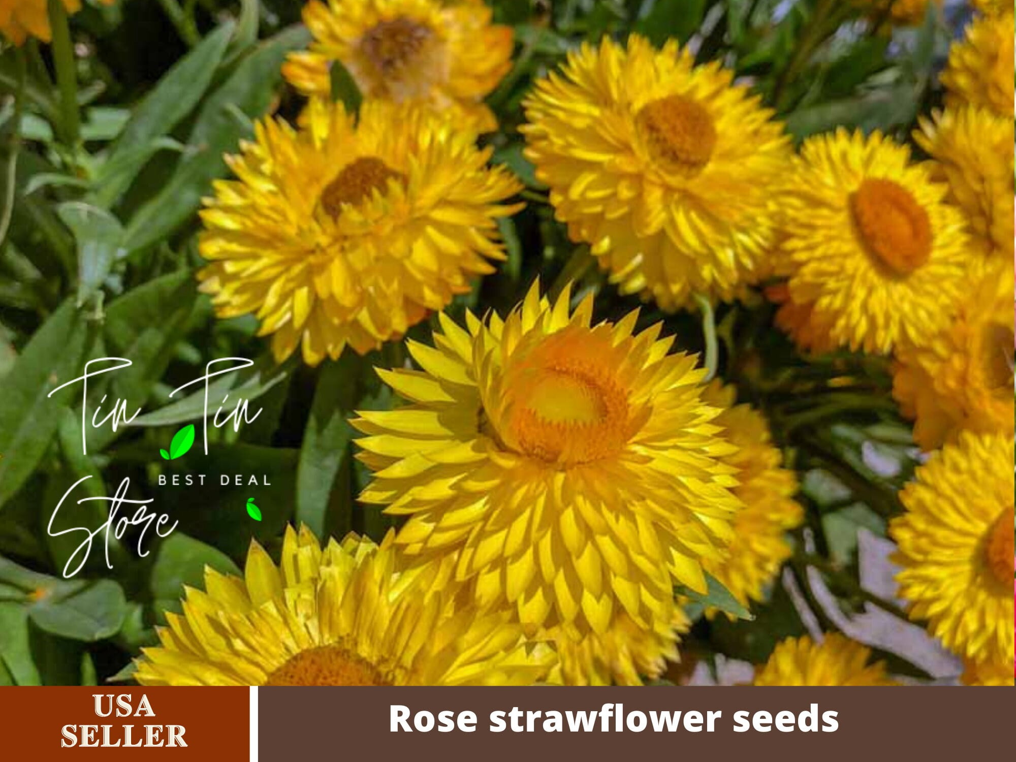 100 Seeds-Strawflower Seeds-Golden Yellow-#K005-Authentic Seeds-Flowers ...