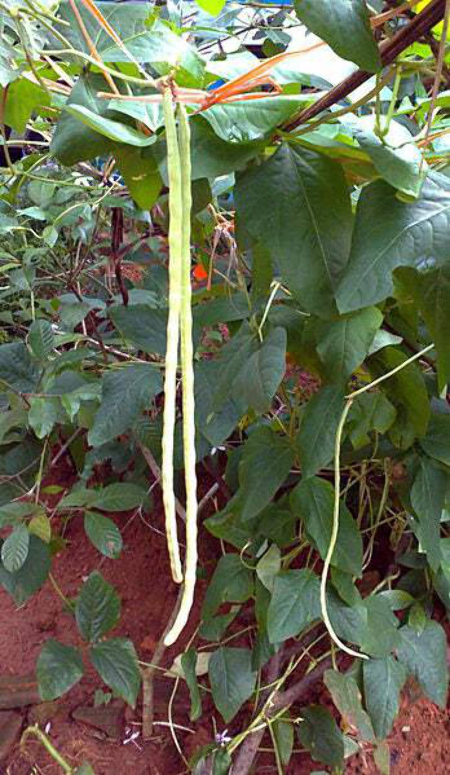 100 Seeds Texas CREAM COW PEA Southern Pea Bush Vigna Unguiculata ...