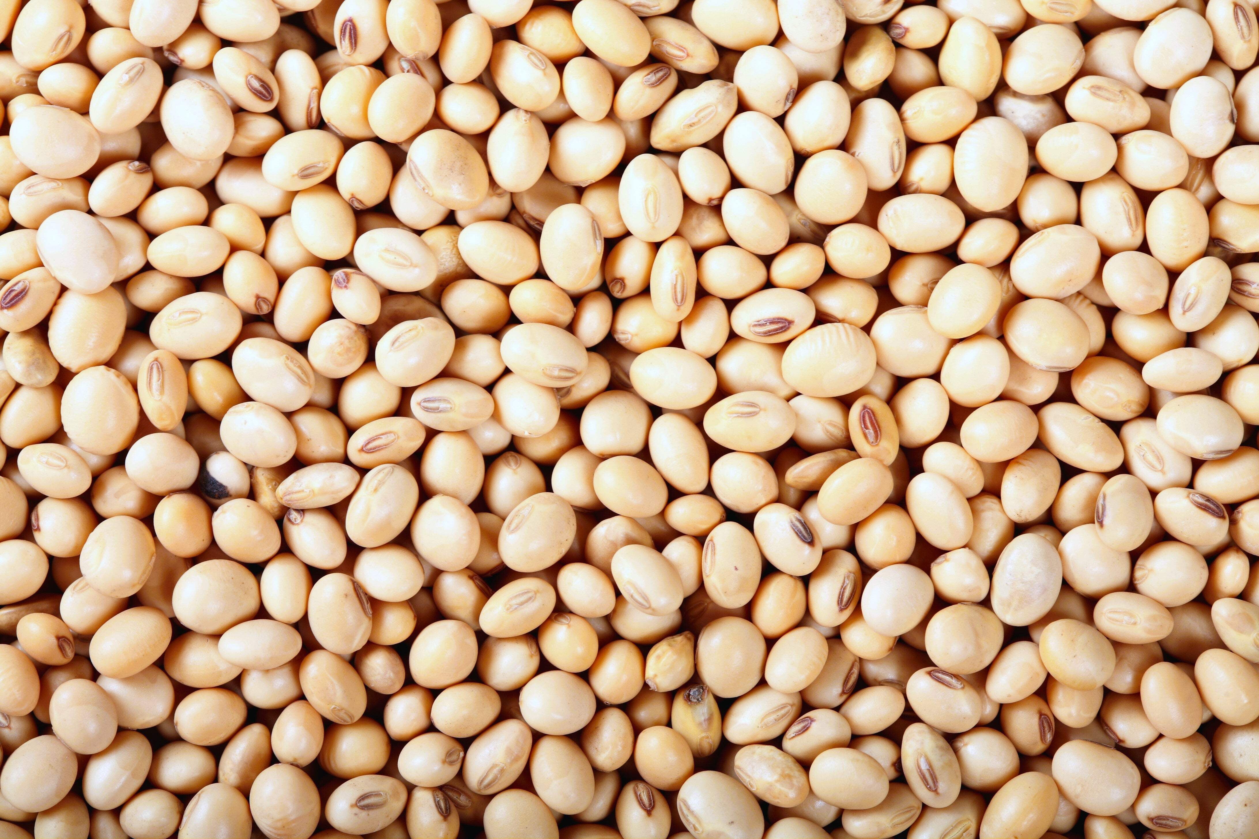 100 Seeds Texas CREAM COW PEA Southern Pea Bush Vigna Unguiculata ...