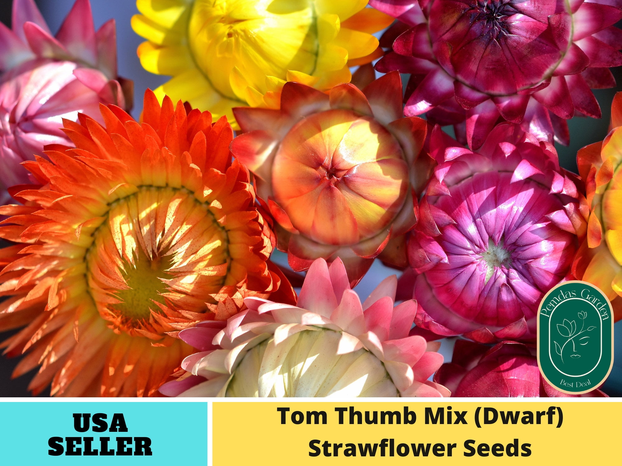 100 Seeds| Tom Thumb Mix (Dwarf) Strawflower seeds - Authentic Seeds ...