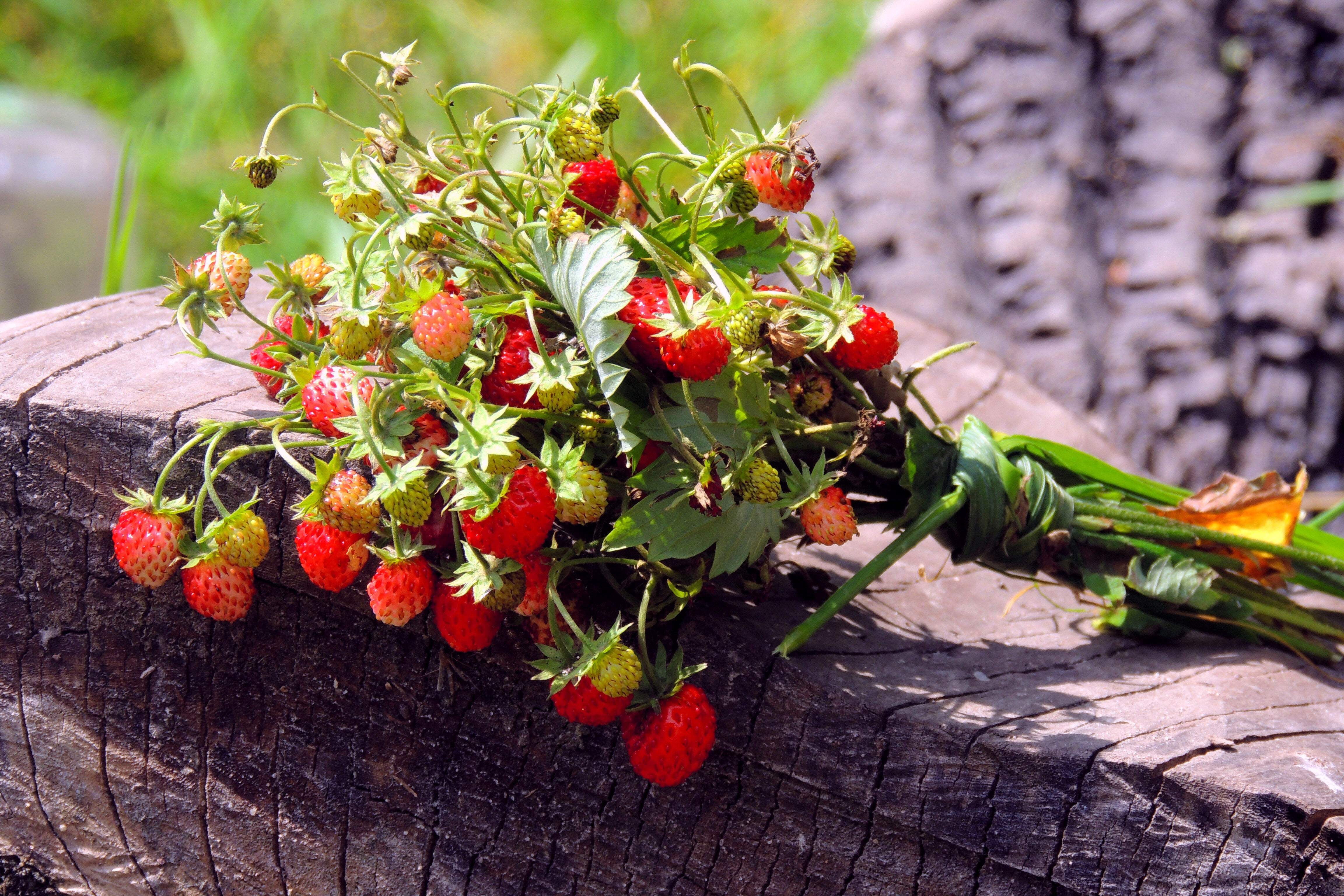 100 Seeds VESCA BARON STRAWBERRY Solemacher Berry Fragari Fruit Seeds ...