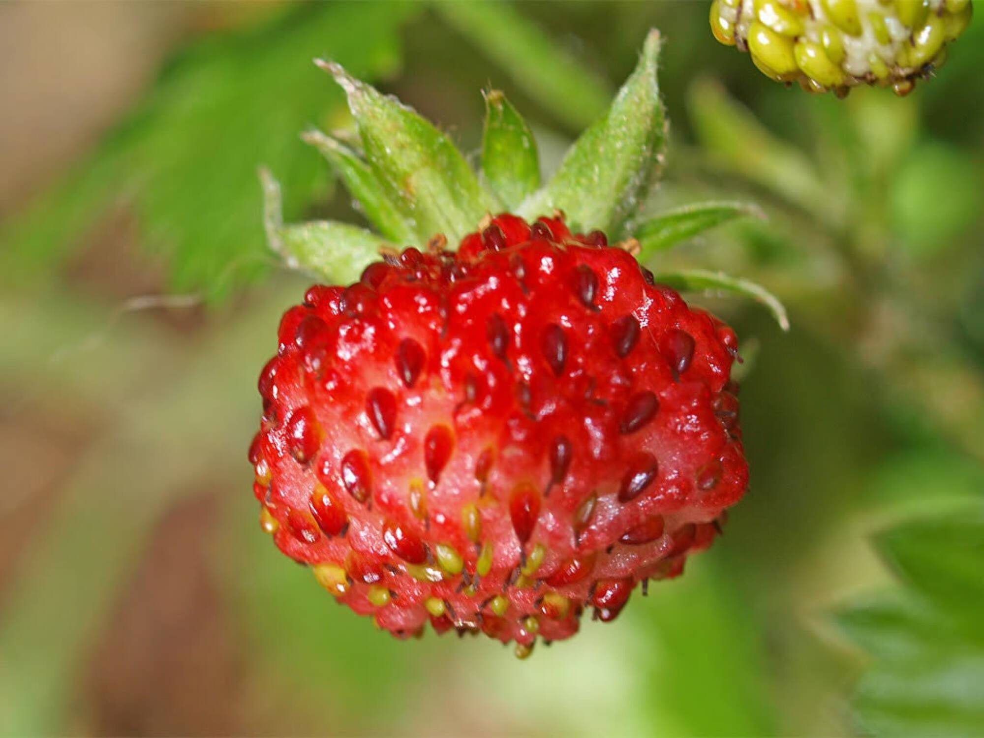 100 Seeds VESCA BARON STRAWBERRY Solemacher Berry Fragari Fruit Seeds ...
