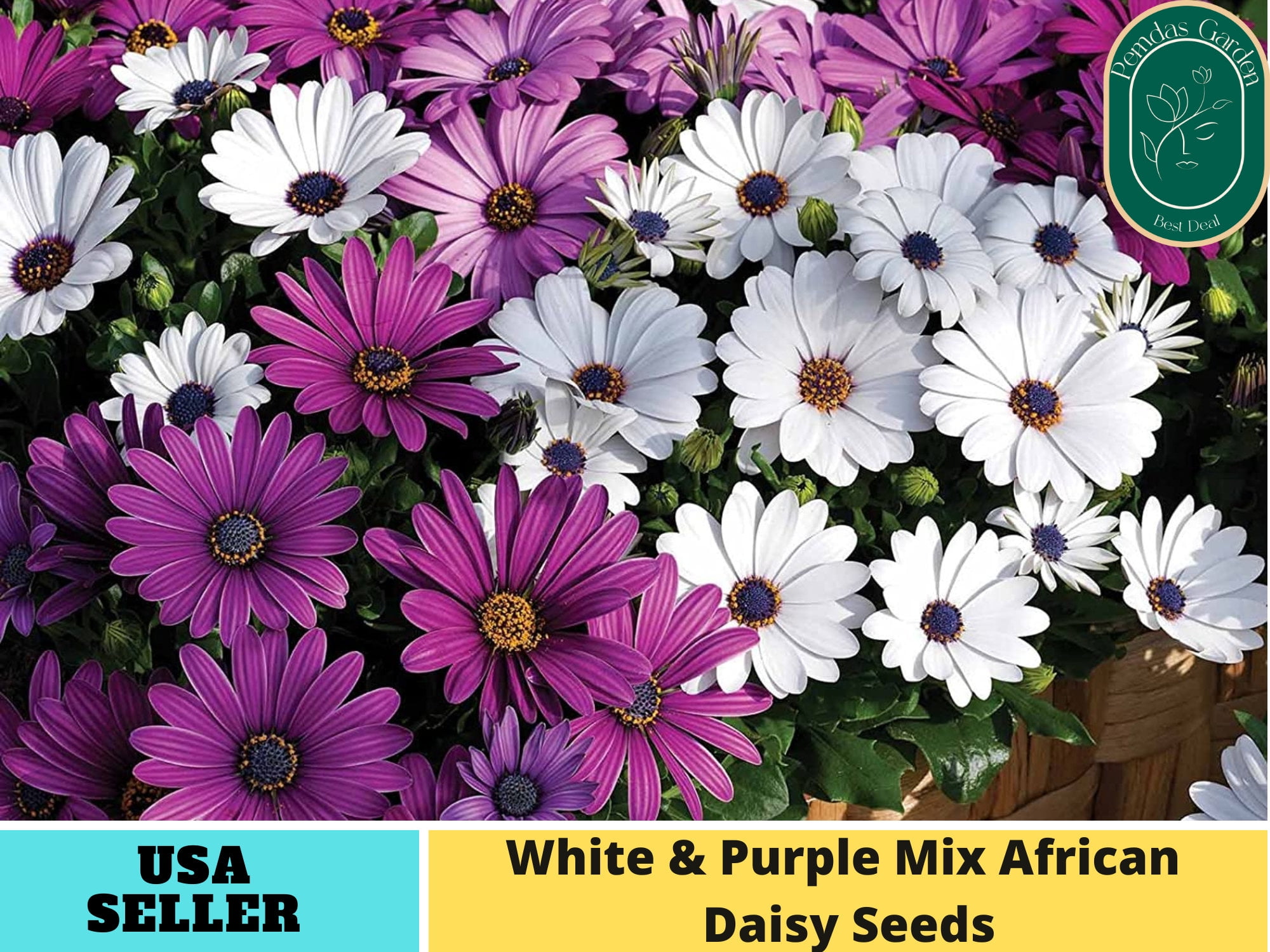 100 Seeds| White & Purple Mix African Daisy Seeds - Authentic Seeds ...